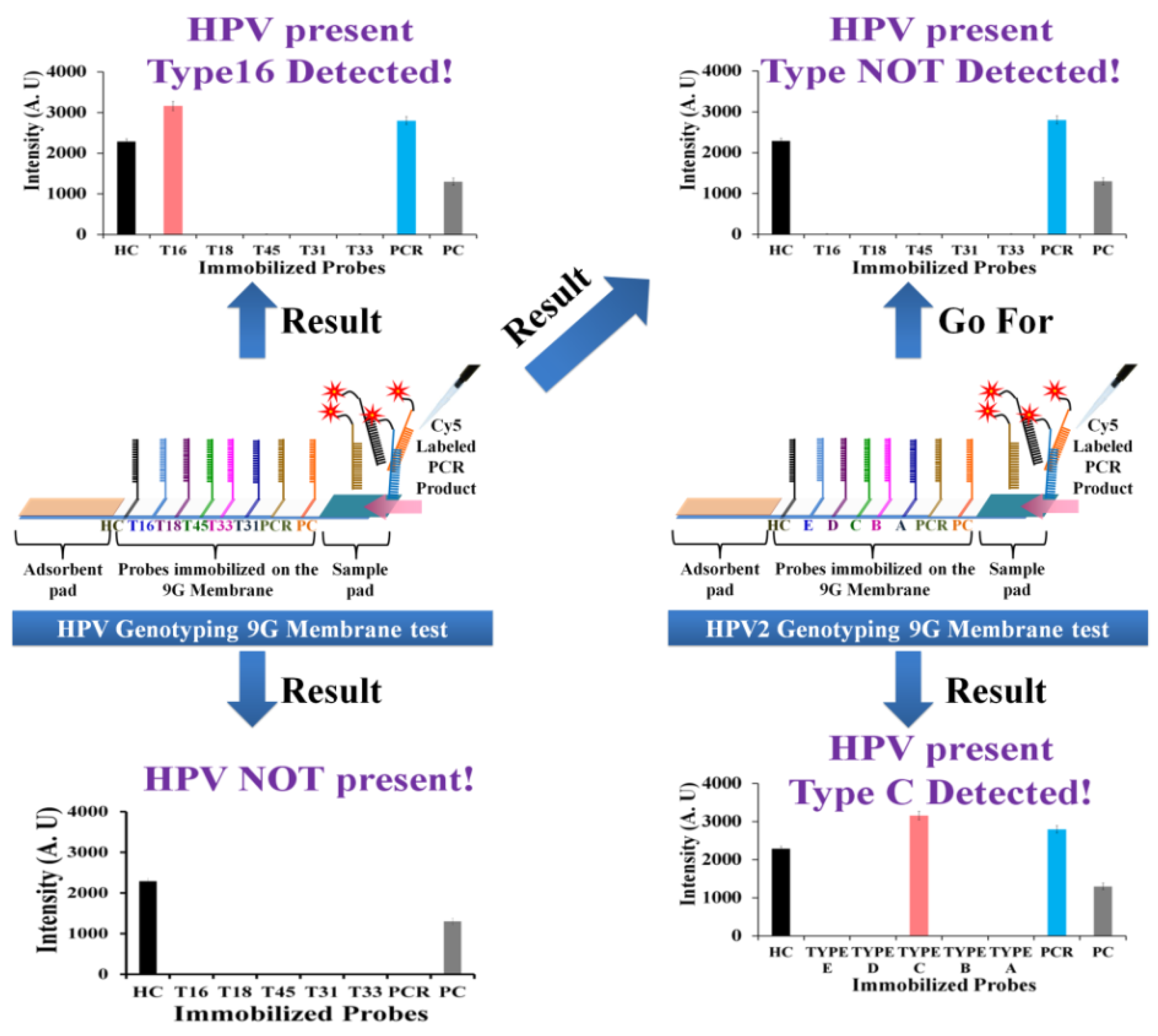 Viruses Free Full Text Hpv Genotyping 9g Membrane Test