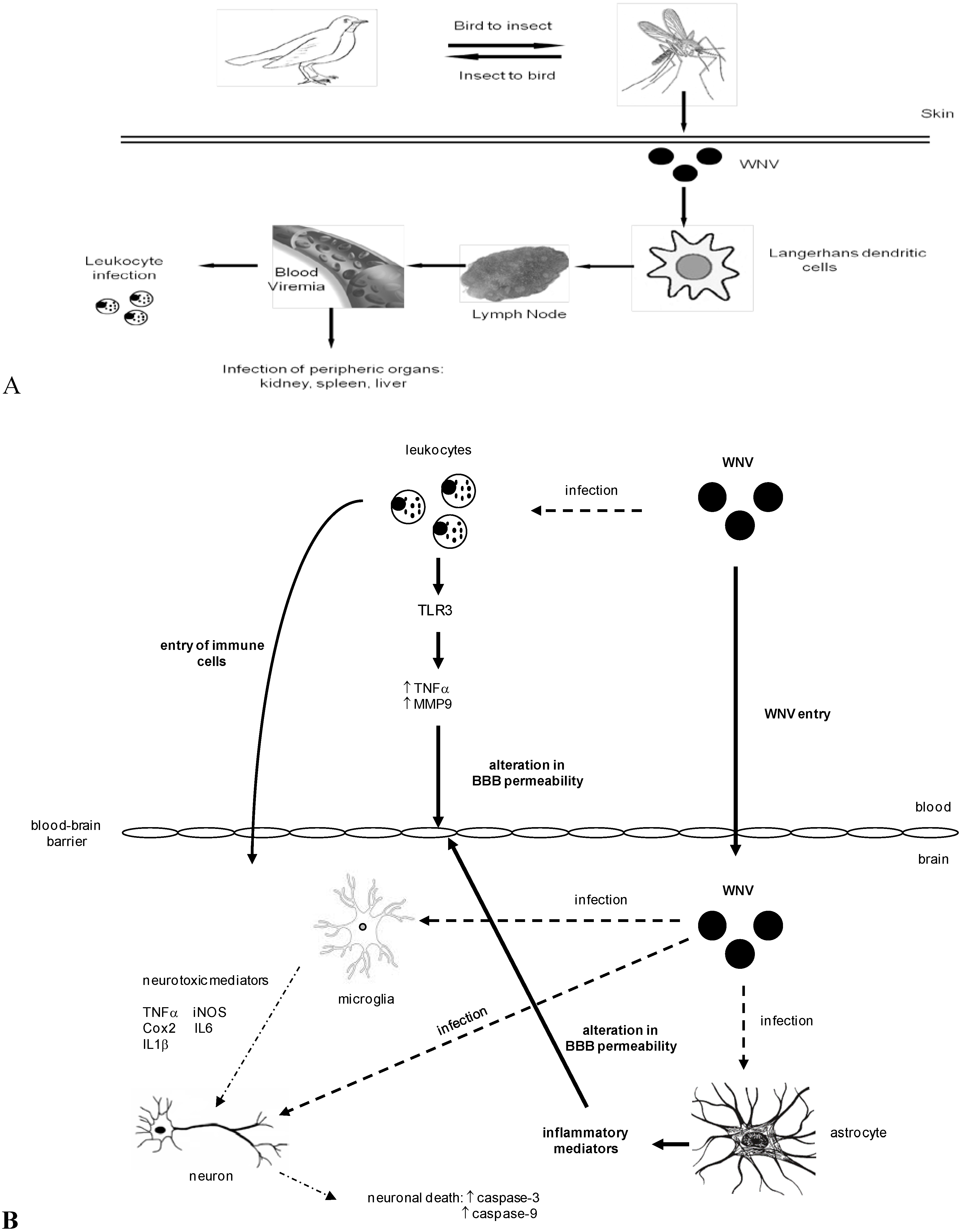 Differential Virulence and Pathogenesis of West Nile Viruses