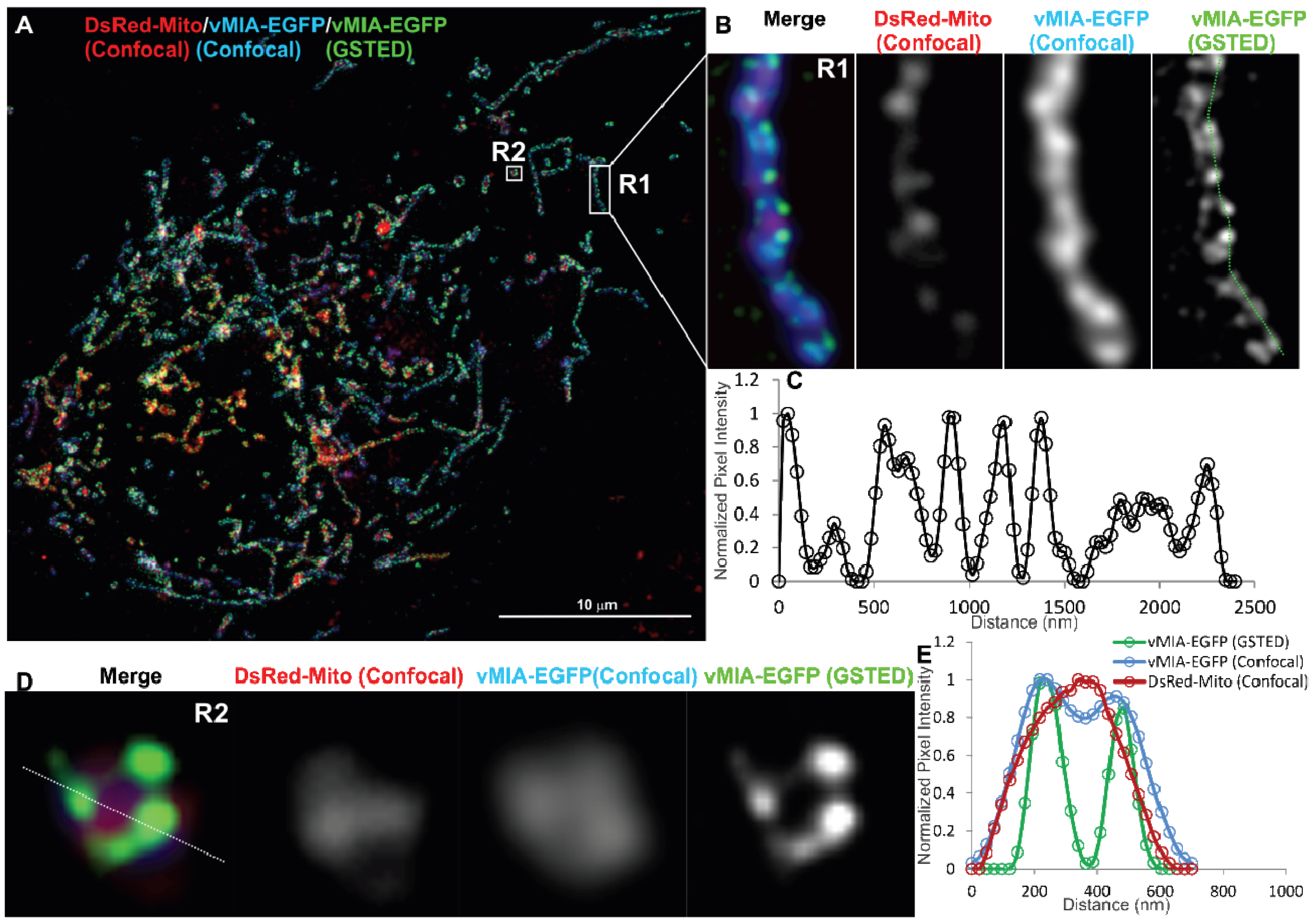 Superresolution Imaging of Human Cytomegalovirus vMIA Localization in ...