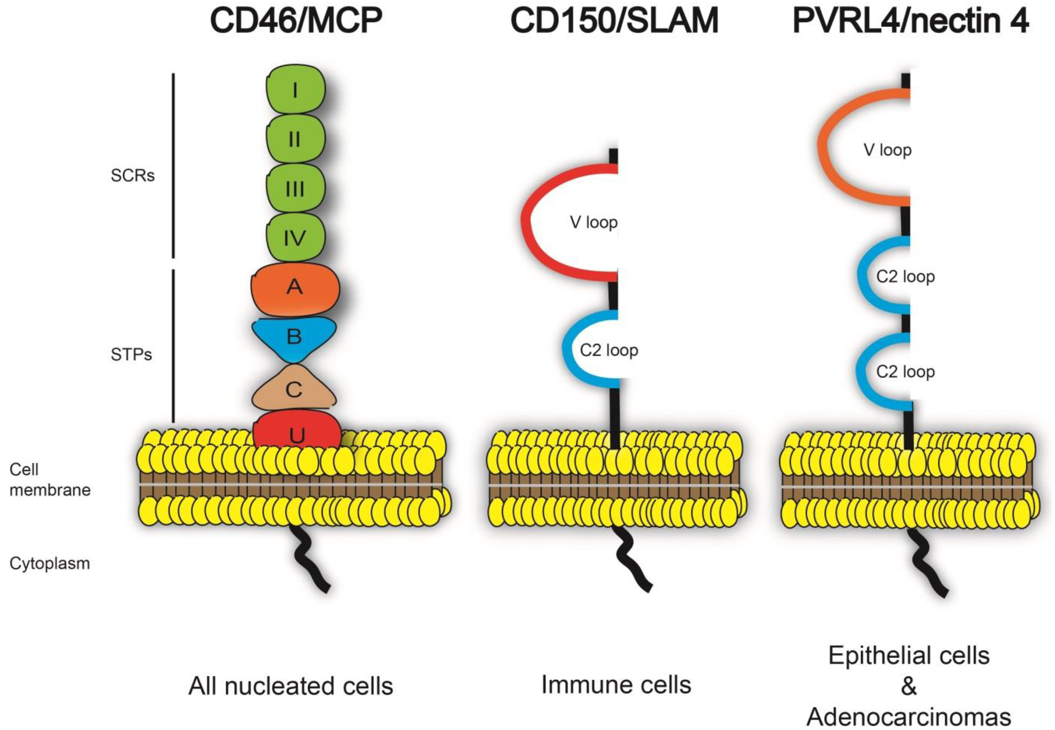 The Tumor-Associated Marker, PVRL4 (Nectin-4), Is the Epithelial ...