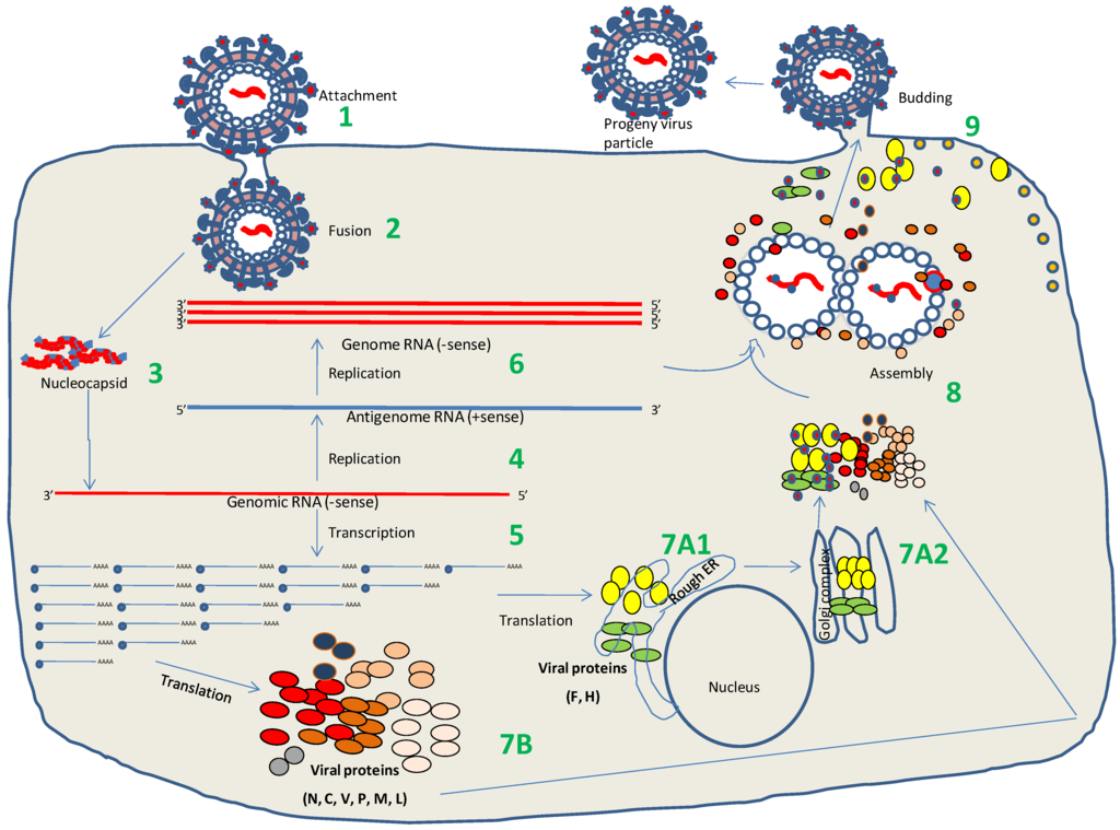 Viruses | Special Issue : Morbillivirus Infections