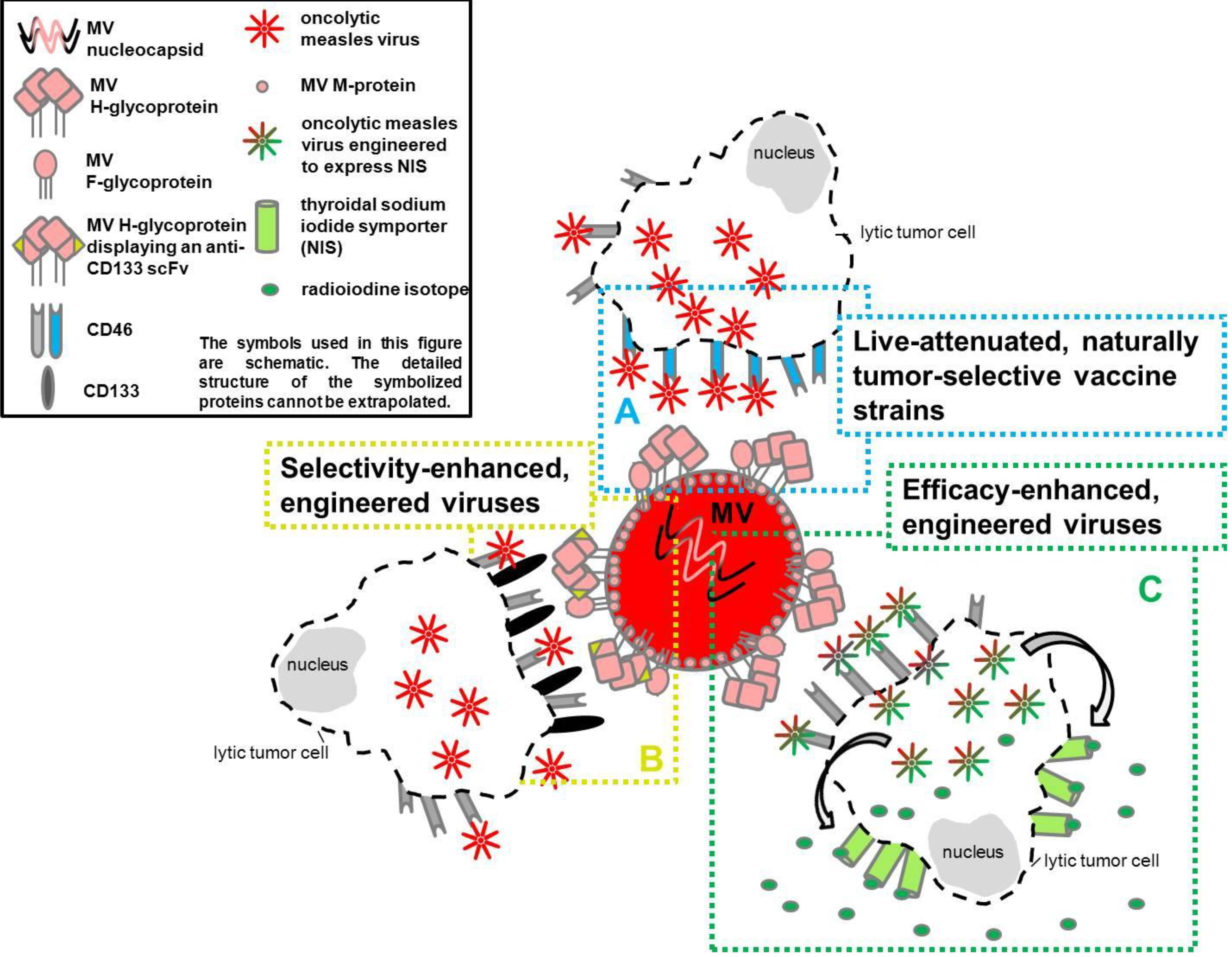 Viruses | Free Full-Text | Viral Oncolysis — Can Insights from Measles Be Transferred to Canine ...