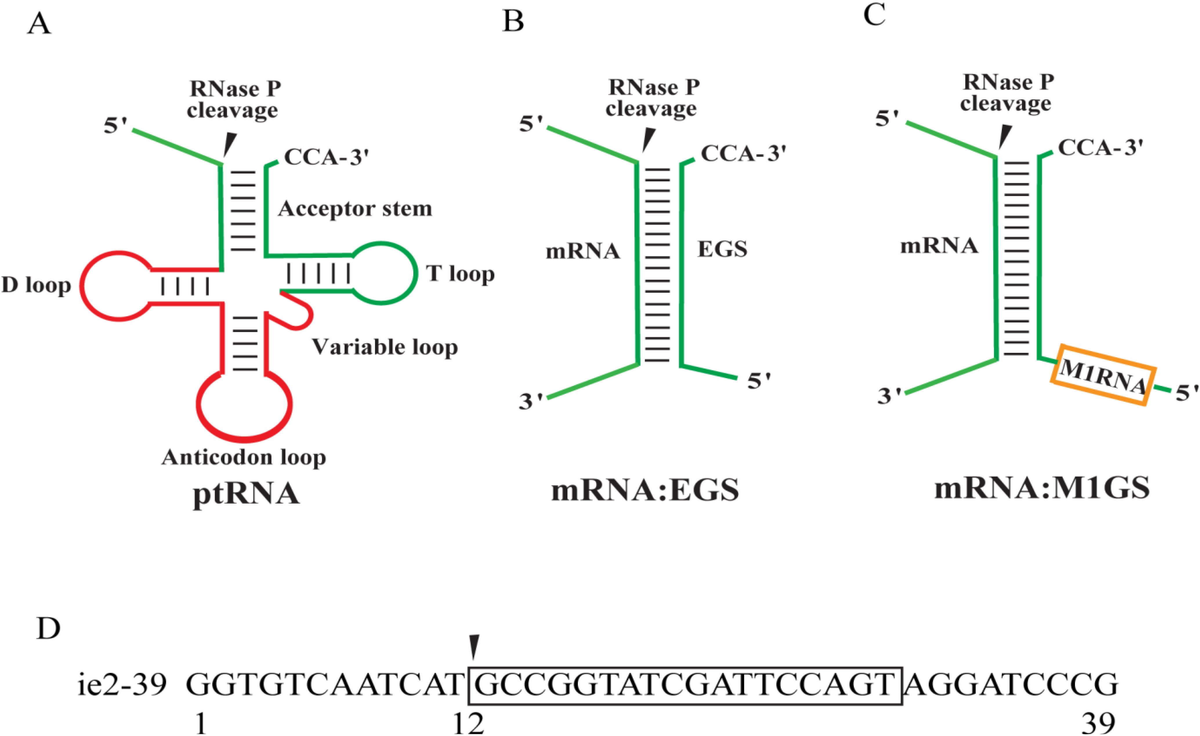 Rnase