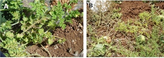 Viruses | Free Full-Text | Molecular Characterization of Watermelon ...