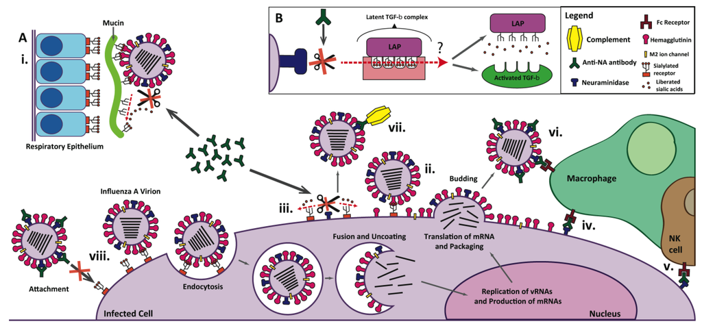 In the Shadow of Hemagglutinin: A Growing Interest in Influenza Viral ...