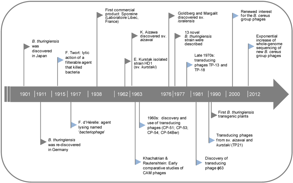 Viruses | Free Full-Text | Phages Preying on Bacillus anthracis ...