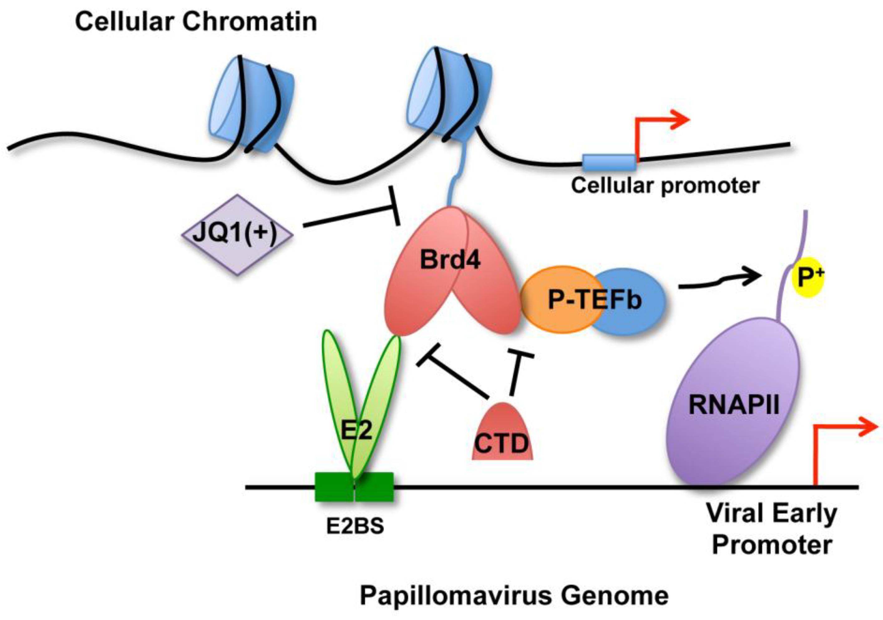 The Cellular Bromodomain Protein Brd4 has Multiple Functions in E2 ...