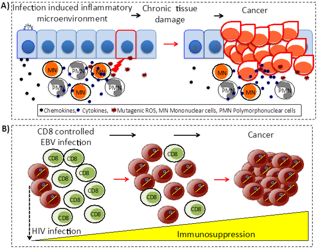 Human Viruses and Cancer