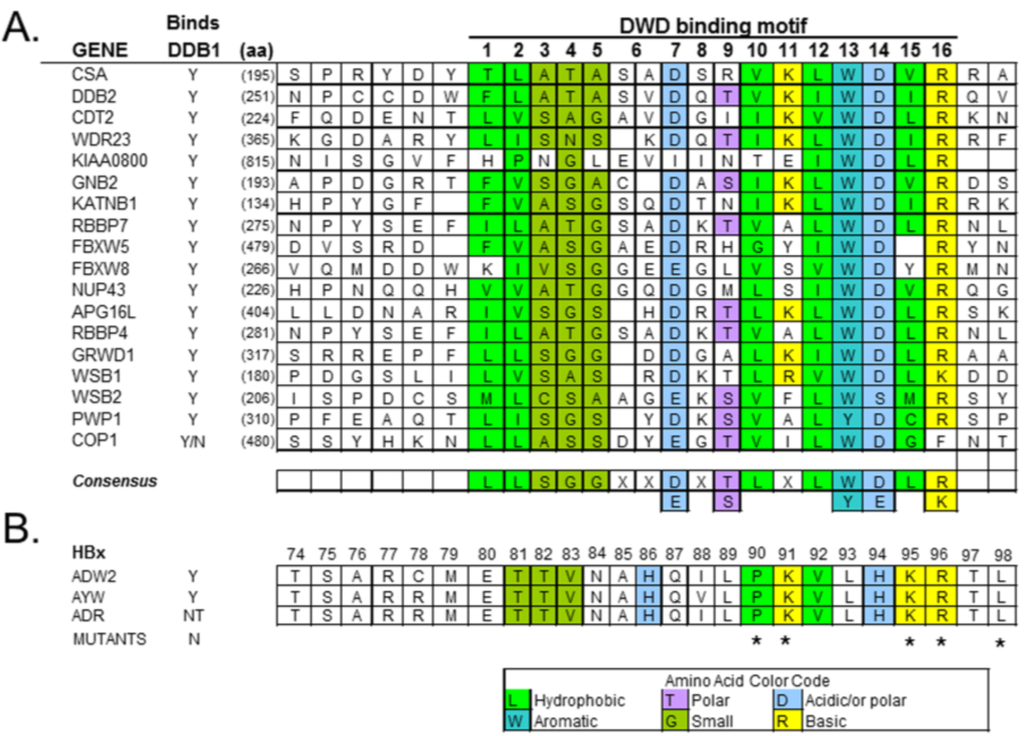 Hepatitis B Virus HBx Protein Interactions with the Ubiquitin ...