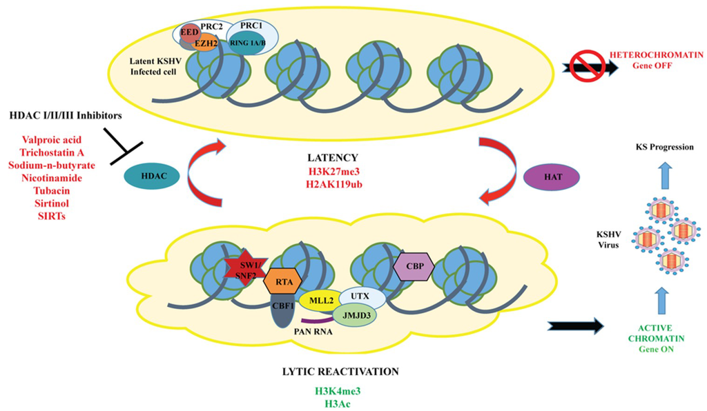 Molecular Biology of KSHV Lytic Reactivation
