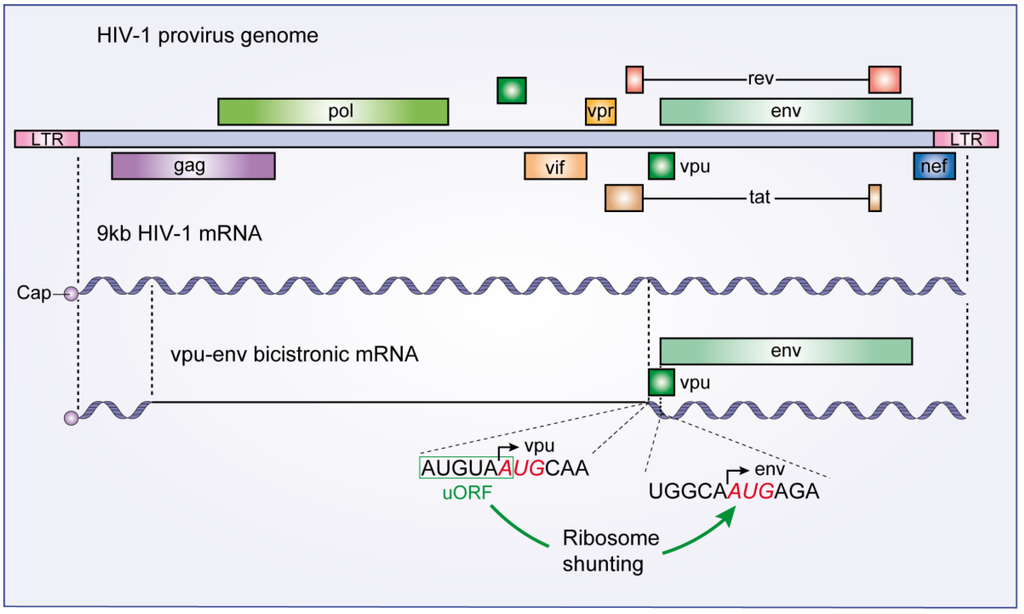 HIV-1 Replication and the Cellular Eukaryotic Translation Apparatus