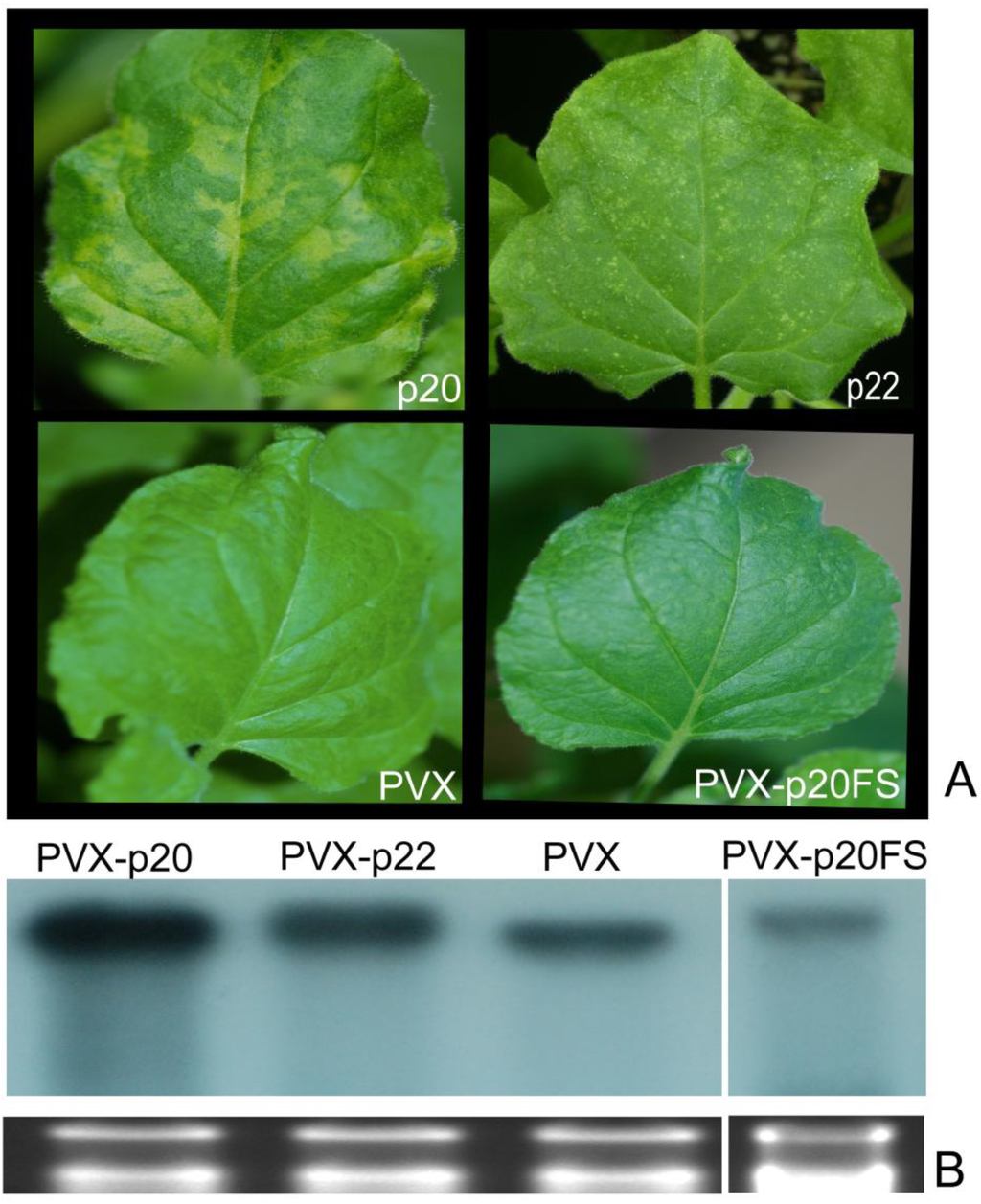 Viruses | Free Full-Text | Analysis of Pineapple Mealybug Wilt ...