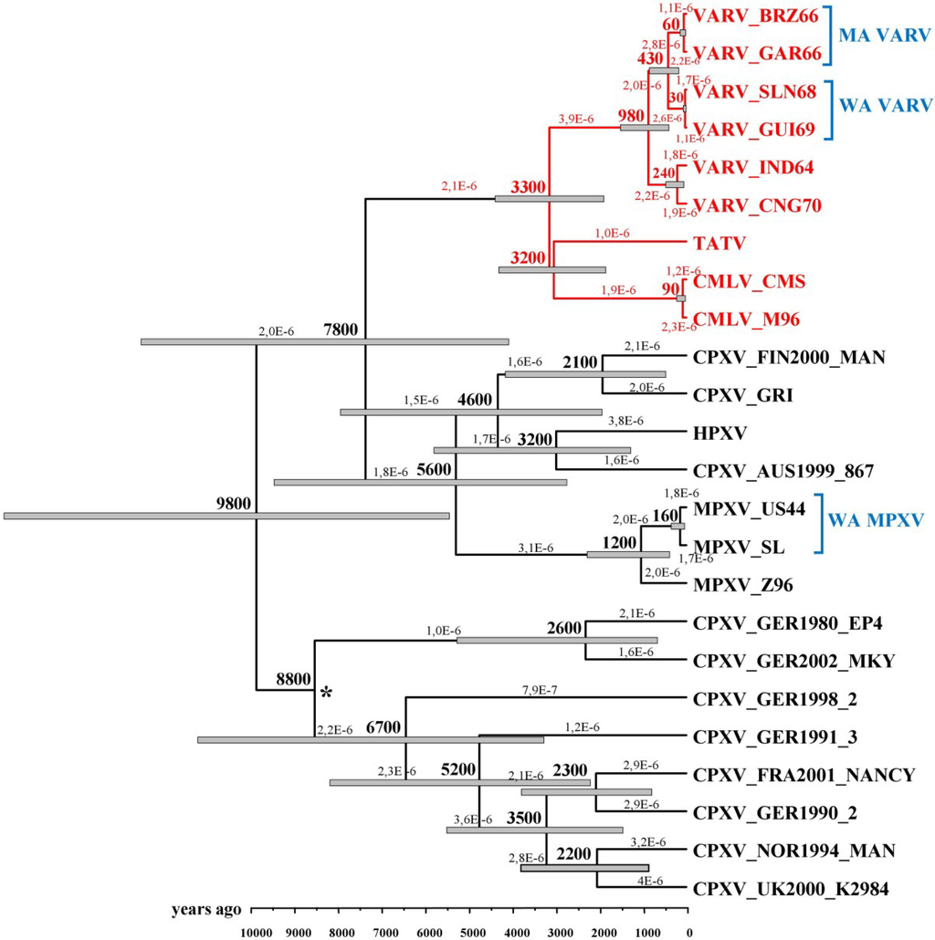 The Origin of the Variola Virus