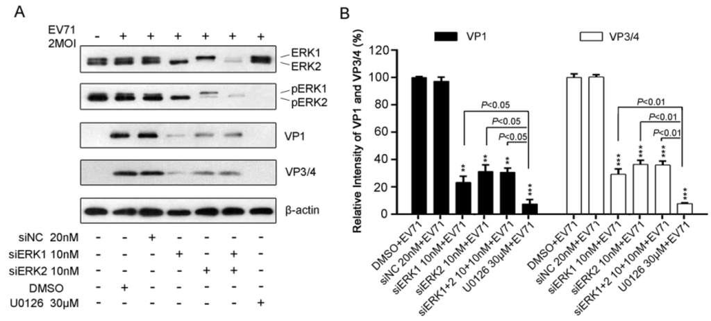 Both ERK1 and ERK2 Are Required for Enterovirus 71 (EV71) Efficient ...