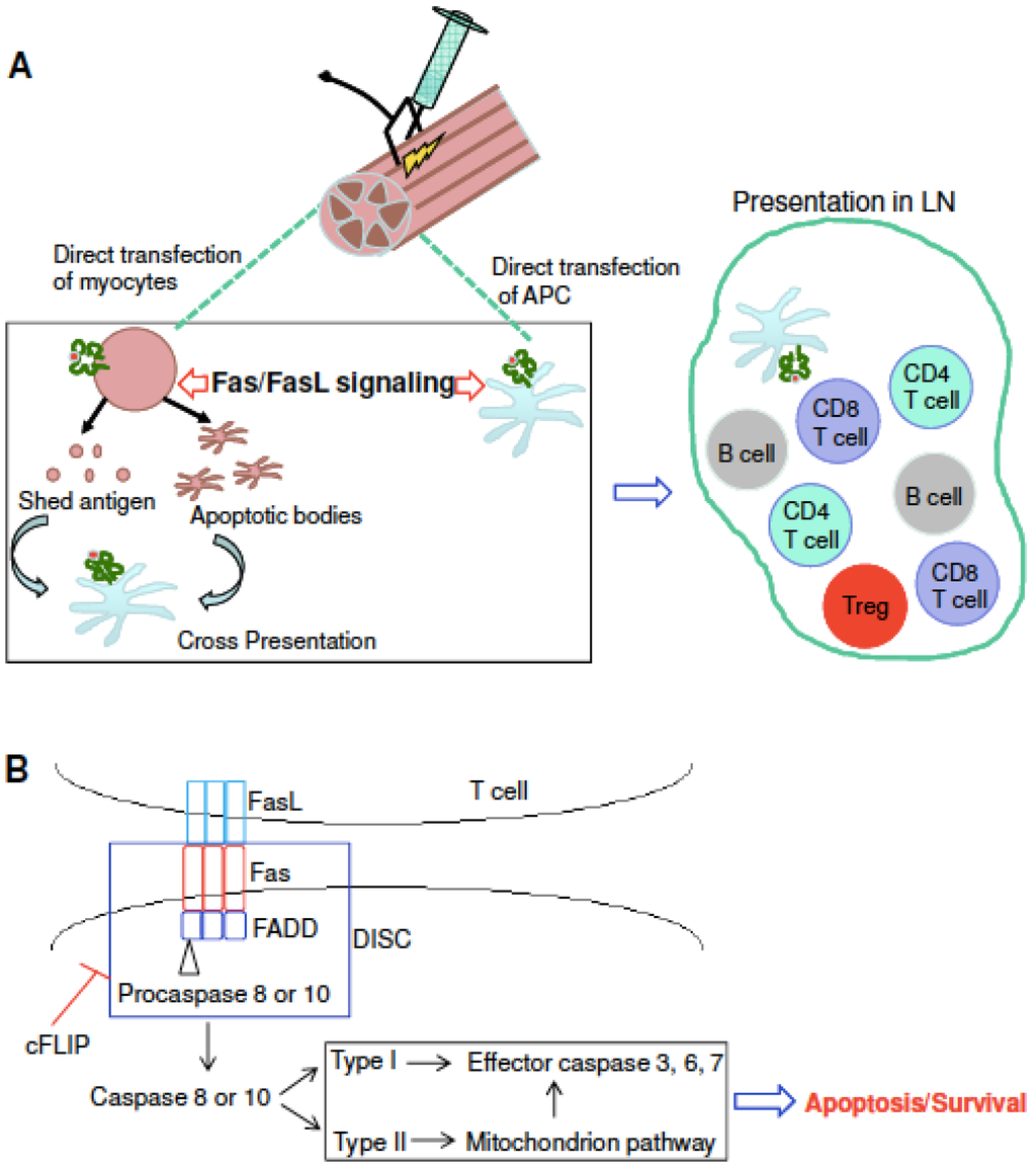 Modulation of SIV and HIV DNA Vaccine Immunity by Fas-FasL Signaling