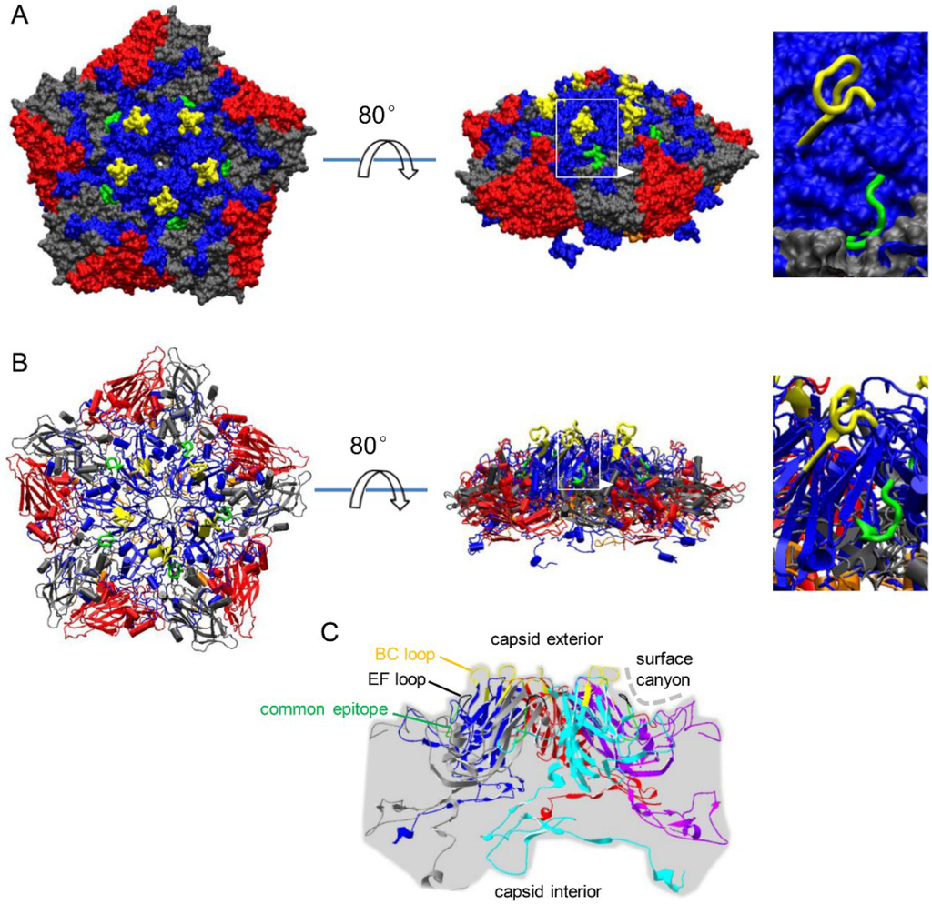 Viruses | Free Full-Text | Identification of a Common Epitope between ...