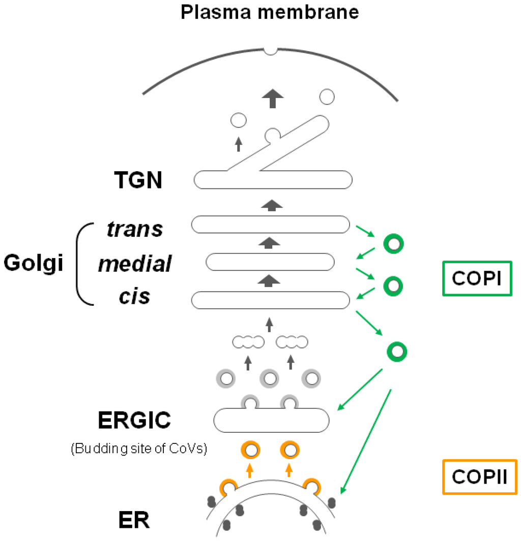 Incorporation of Spike and Membrane Glycoproteins into Coronavirus Virions
