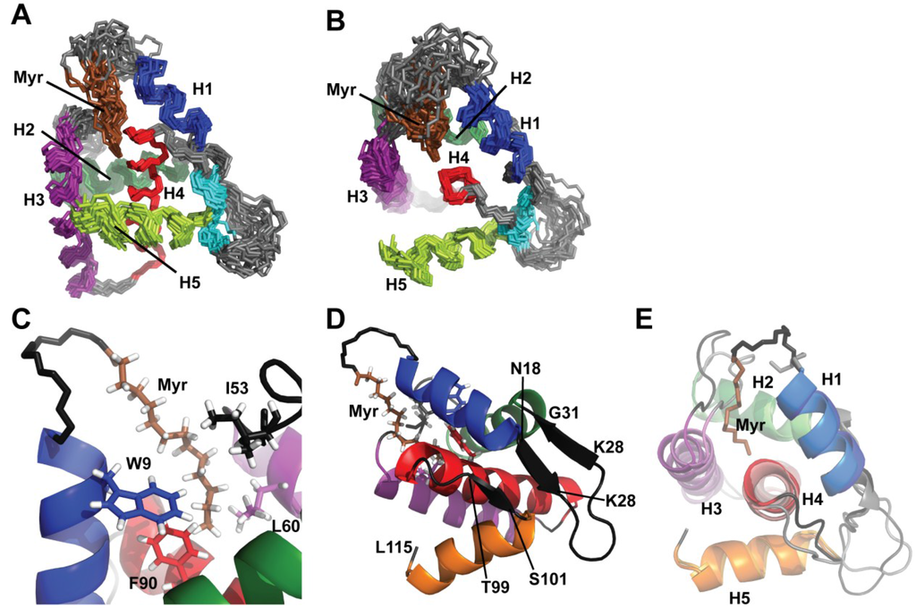 NMR Structure of the Myristylated Feline Immunodeficiency Virus Matrix ...