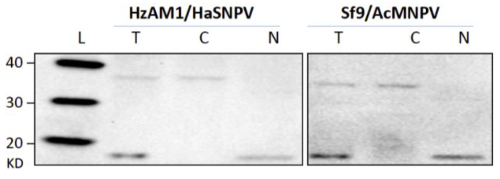 Intracellular Trafficking of Baculovirus Particles: A Quantitative ...