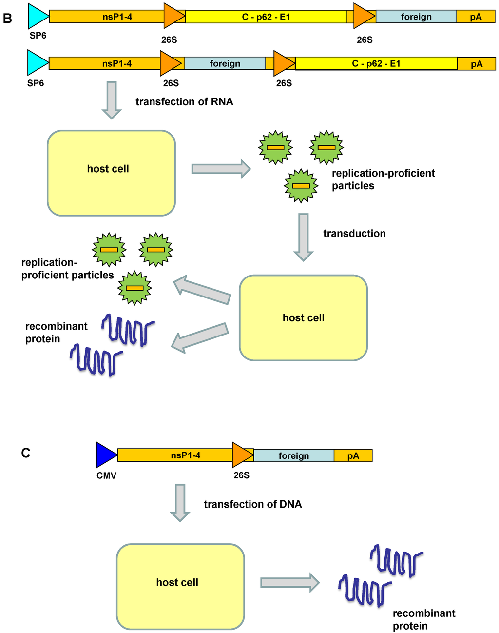 Alphaviruses in Gene Therapy