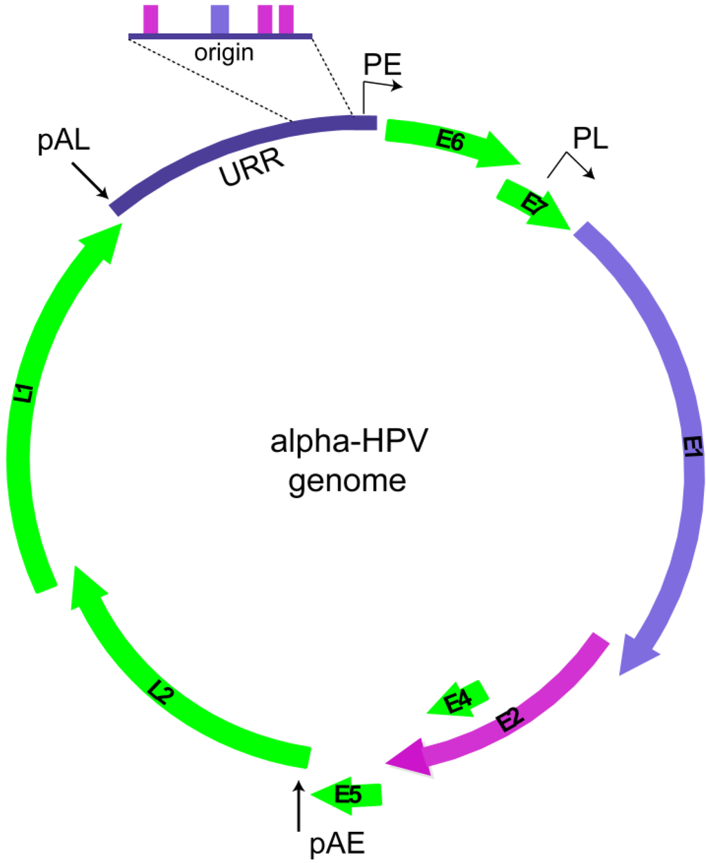 The Role of the DNA Damage Response throughout the Papillomavirus Life ...