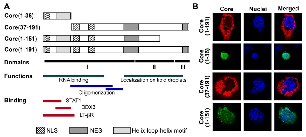 HCV Core Protein Uses Multiple Mechanisms to Induce Oxidative Stress in ...