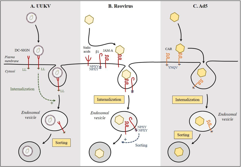 Viruses | Free Full-Text | Dynamics of Virus-Receptor Interactions in ...