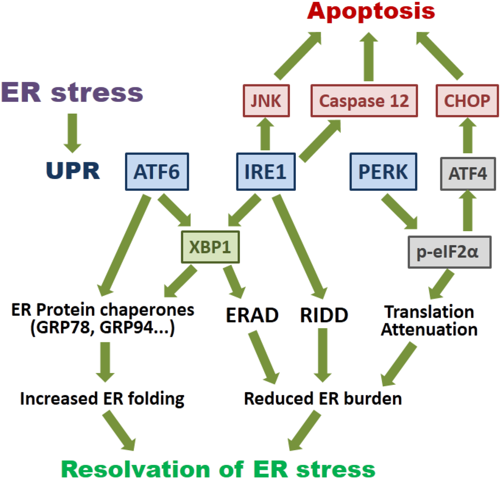 The Emerging Roles of Viroporins in ER Stress Response and Autophagy ...