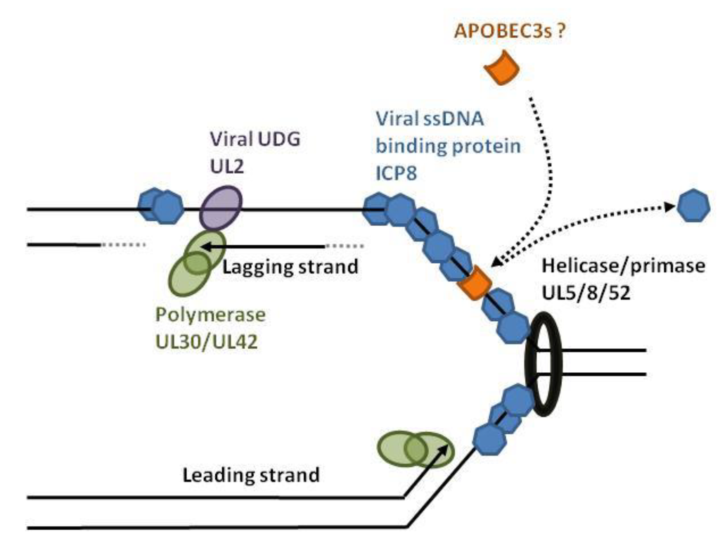 APOBEC3 Interference during Replication of Viral Genomes