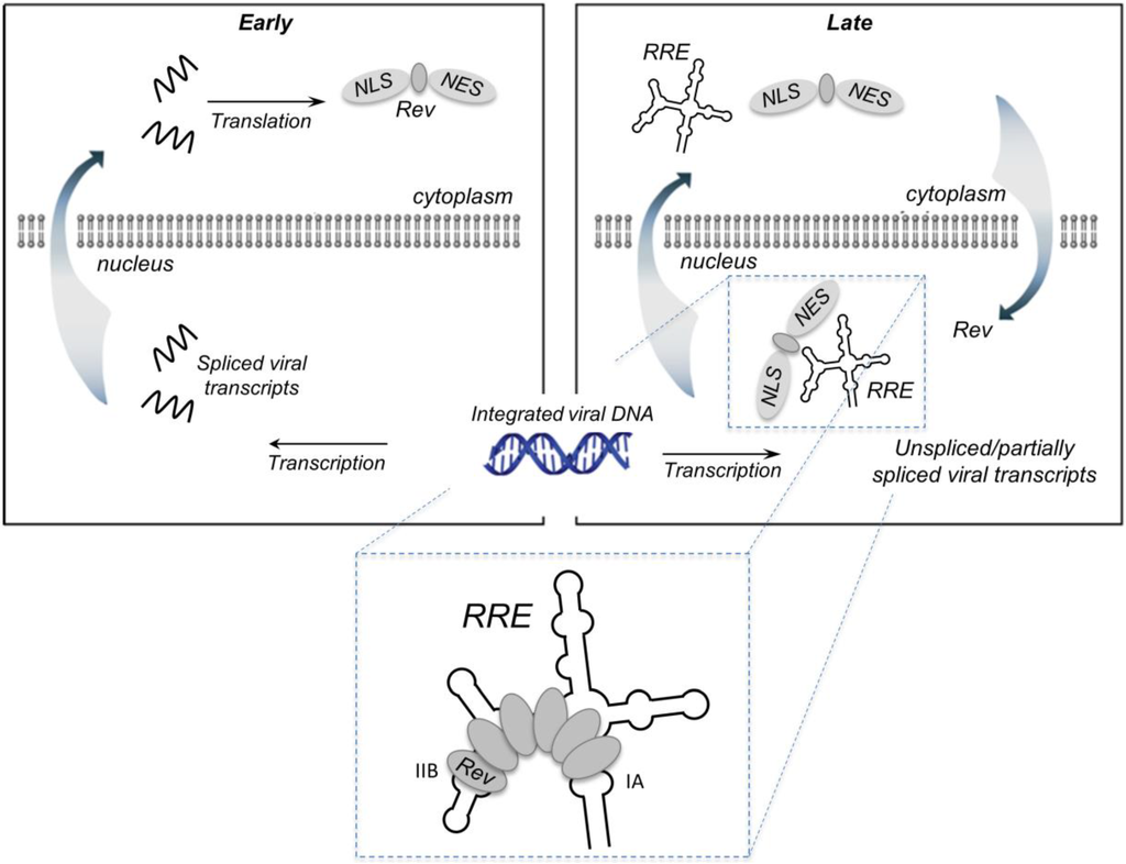 Viruses | Free Full-Text | HIV Rev Assembly on the Rev Response Element ...