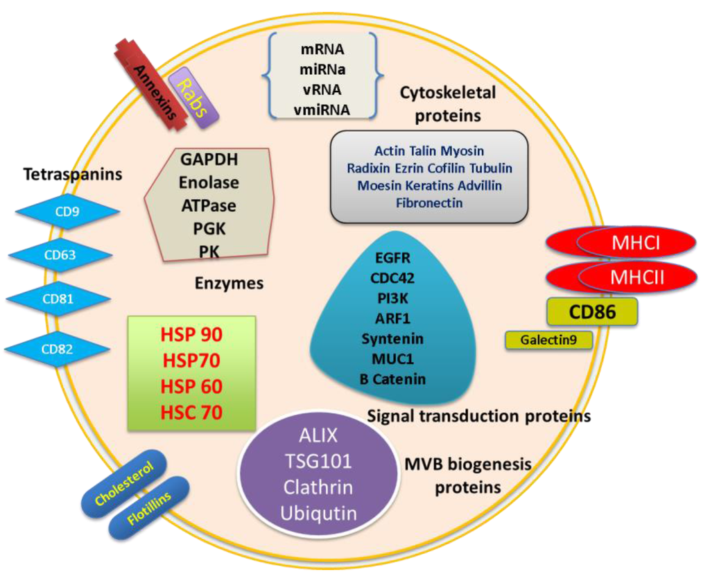Exosomes and Their Role in the Life Cycle and Pathogenesis of RNA Viruses