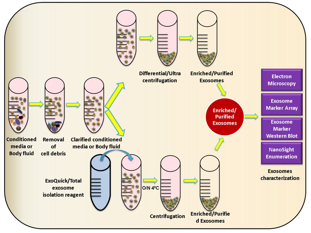 Exosomes and Their Role in the Life Cycle and Pathogenesis of RNA Viruses