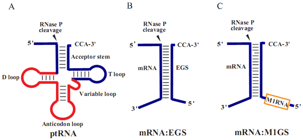 Viruses | Free Full-Text | RNase P Ribozymes Inhibit the Replication of ...