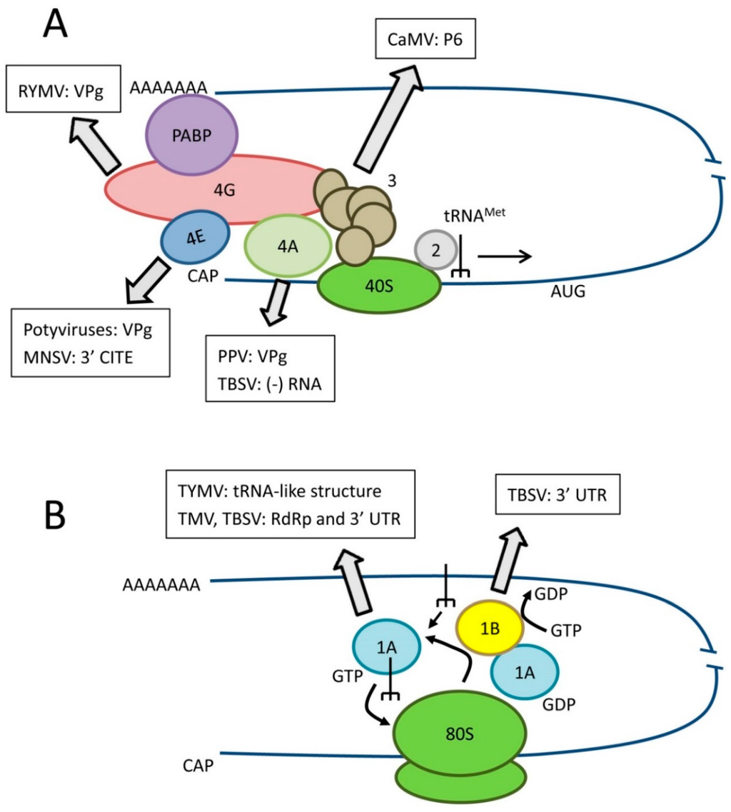 Plant Translation Factors and Virus Resistance