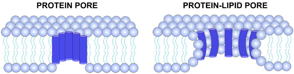 Relevance of Viroporin Ion Channel Activity on Viral Replication and ...