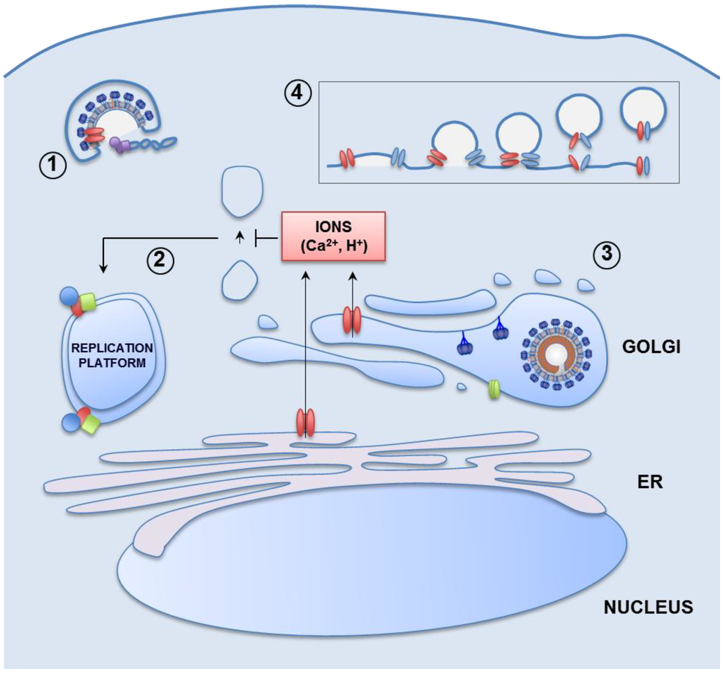 Relevance of Viroporin Ion Channel Activity on Viral Replication and ...