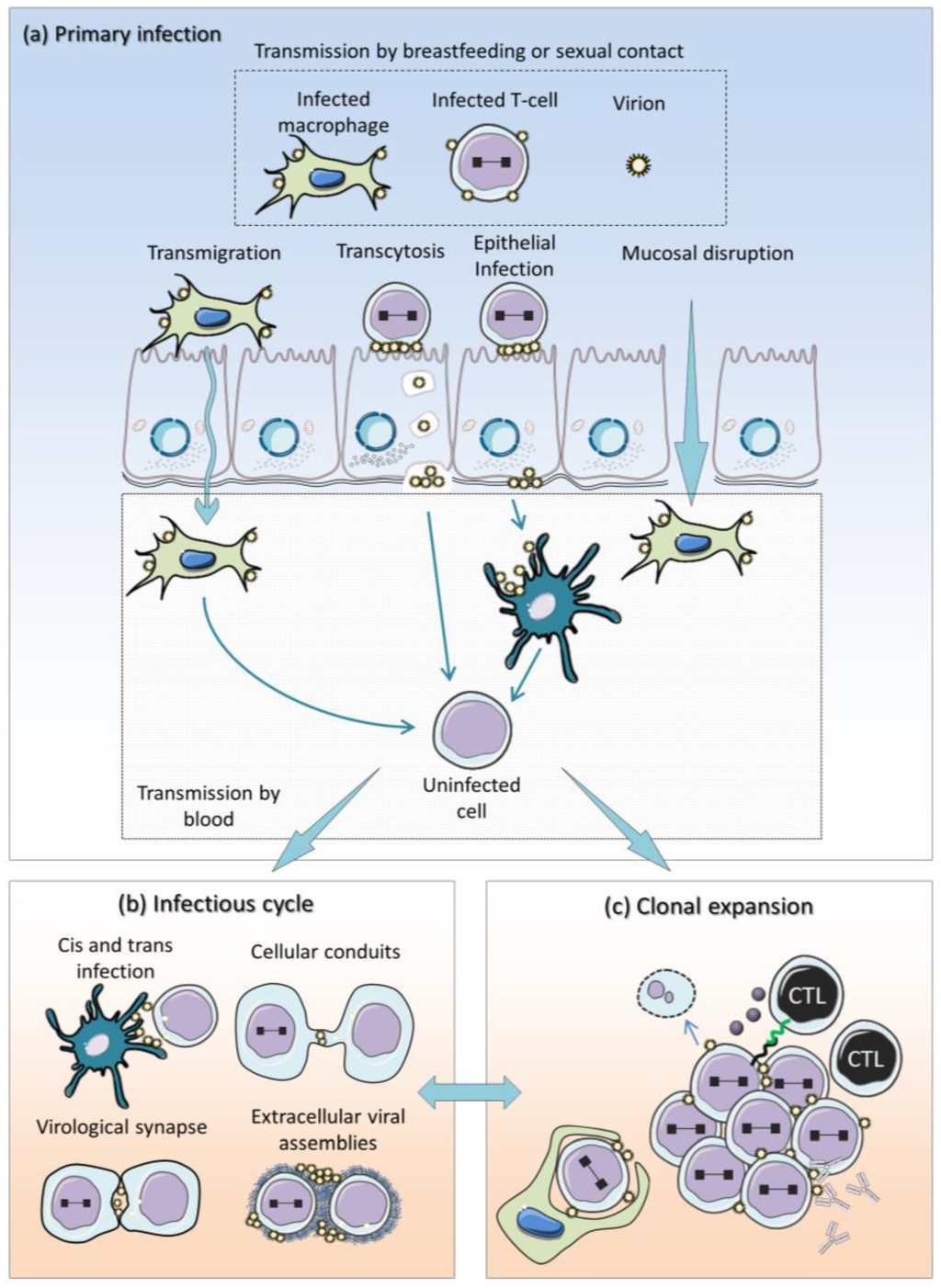 Viruses | Free Full-Text | Modes of Human T Cell Leukemia Virus Type 1 ...