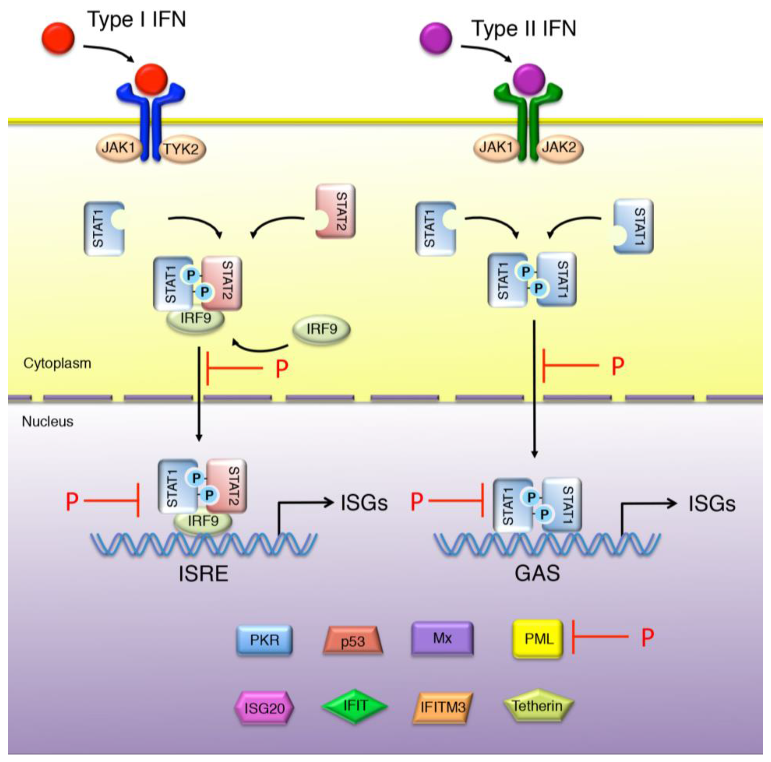 Resistance to Rhabdoviridae Infection and Subversion of Antiviral Responses