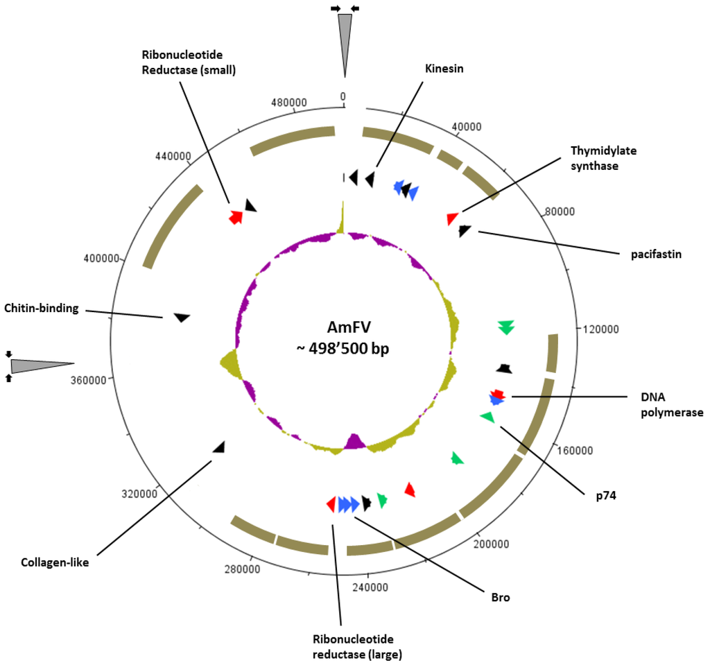 The Apis mellifera Filamentous Virus Genome