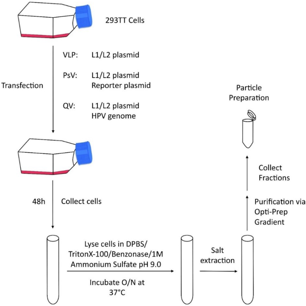 Papillomavirus Infectious Pathways: A Comparison of Systems