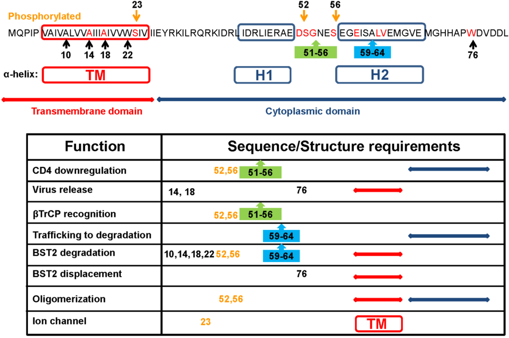 Vpu Protein: The Viroporin Encoded by HIV-1