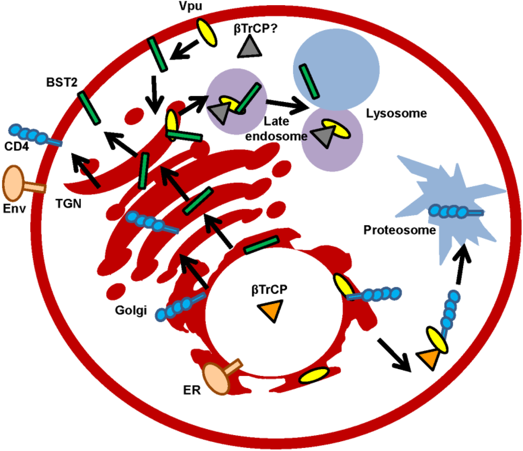 Vpu Protein: The Viroporin Encoded by HIV-1