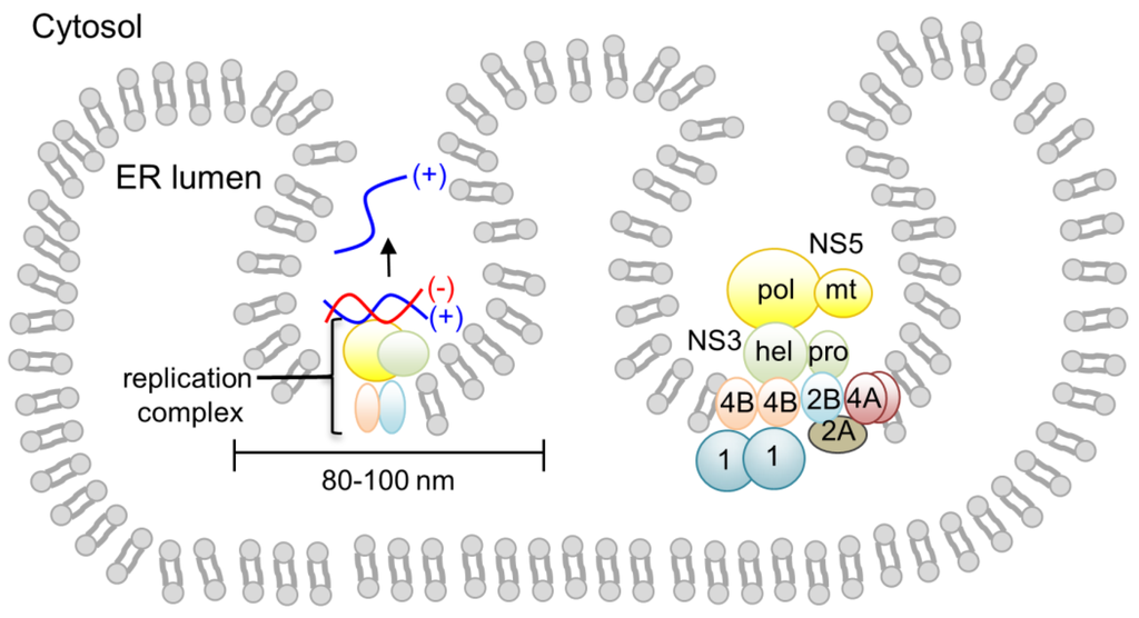Viruses | Special Issue : Viral Replication Complexes: Structures ...