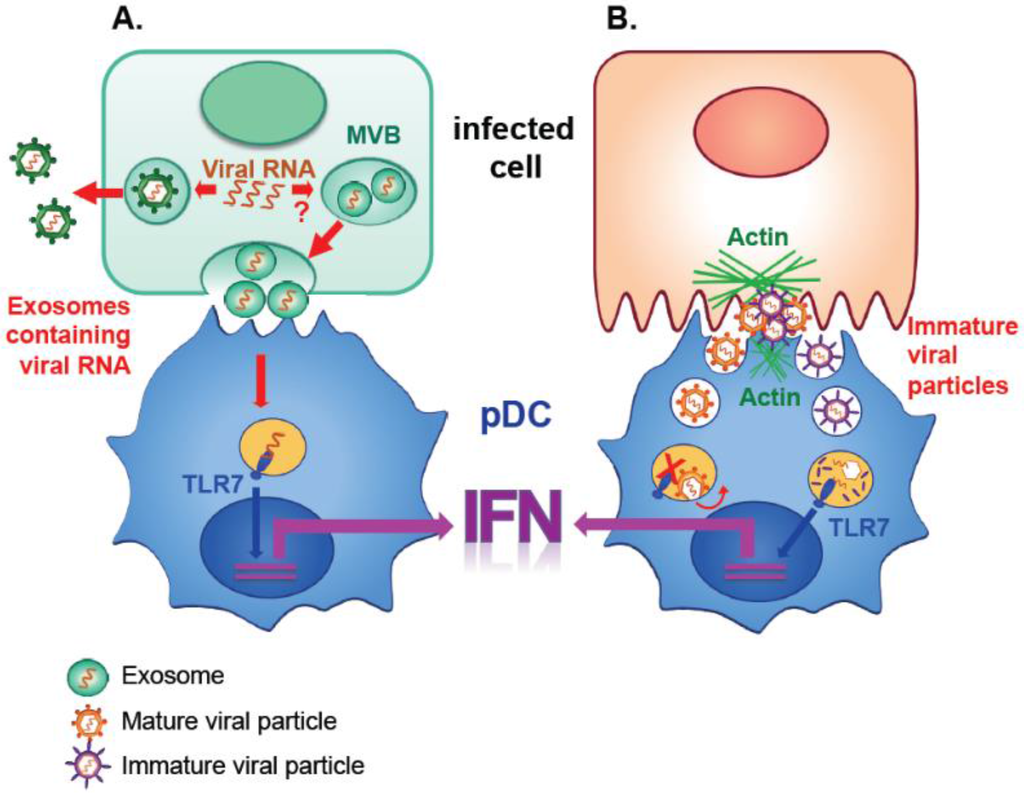 Viruses | Free Full-Text | Regulation of the Host Antiviral State by ...