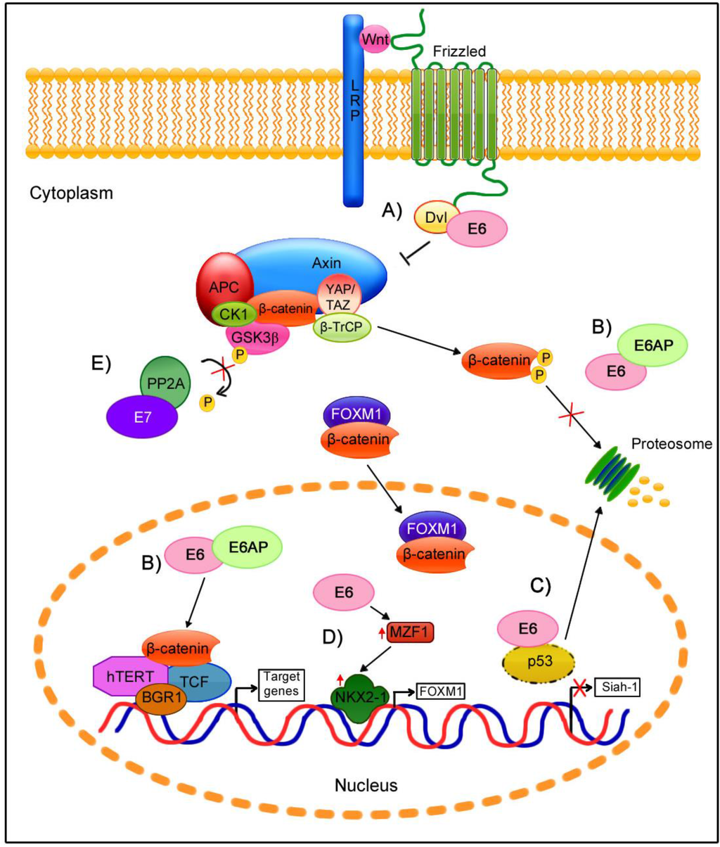 Regulation of the Wnt/β-Catenin Signaling Pathway by Human ...