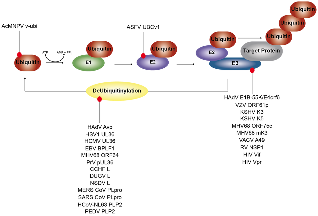 Viruses | Free Full-Text | Viral Mimicry to Usurp Ubiquitin and SUMO ... Viruses | Free Full-Text | Viral Mimicry to Usurp Ubiquitin and SUMO ...