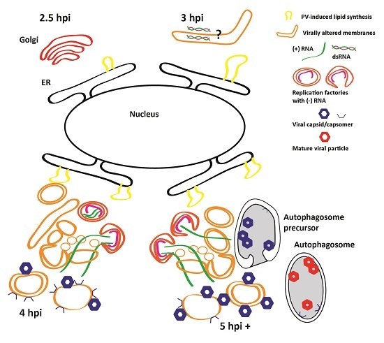 Schematic Diagram Of The Life Cycle Of Poliovirus Within A