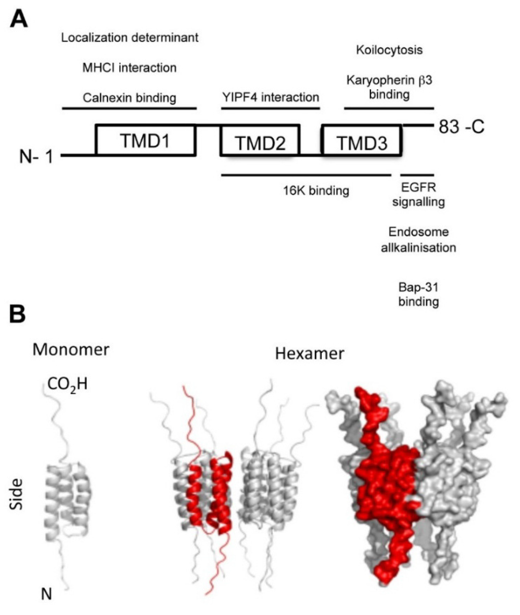 Emerging Roles of Viroporins Encoded by DNA Viruses: Novel Targets for ...