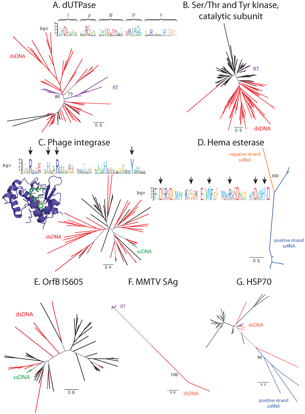 Viruses | Free Full-Text | Sequence and Structure Analysis of Distantly ...
