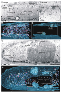 Viruses | Free Full-Text | 3D Analysis of HCMV Induced-Nuclear Membrane ...